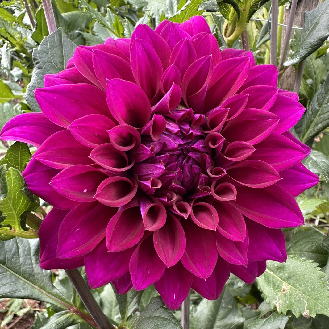 Dahlia Tubers – Misty Ridge Flowers
